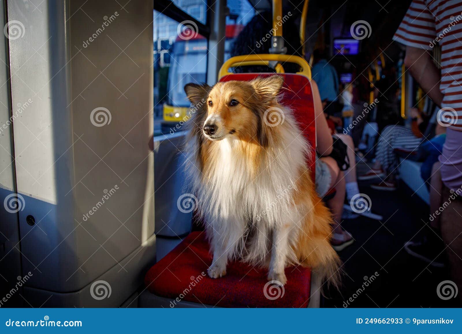 Comment voyager avec un chien dans les transports en commun
